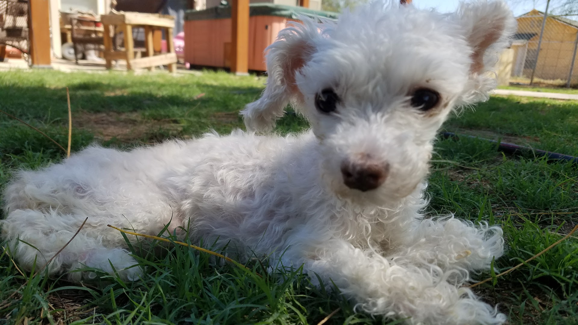 Old Souls Animal Rescue and Retirement Home - ImpactClub®